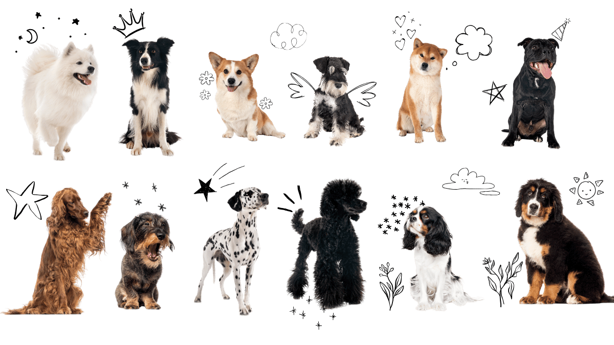 Cute Dog Breeds You Need to Pet ASAP – bbydog